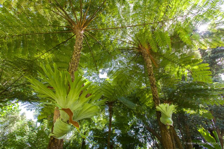 Giardini La Mortella - Felci arboree