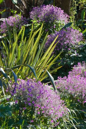 Giardini La Mortella - Geranium maderense