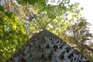 Giardini La Mortella - Trees