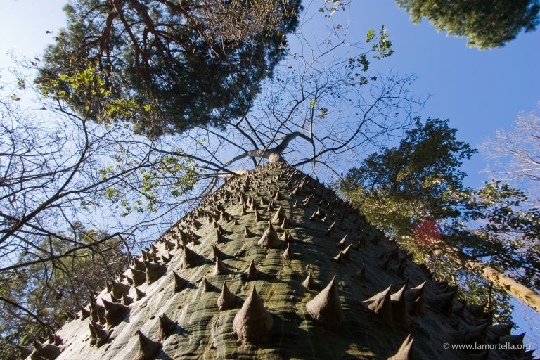 Giardini La Mortella - Trees