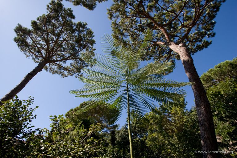 Giardini La Mortella - Trees